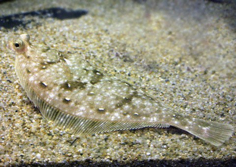 魚類図鑑・ババガレイ