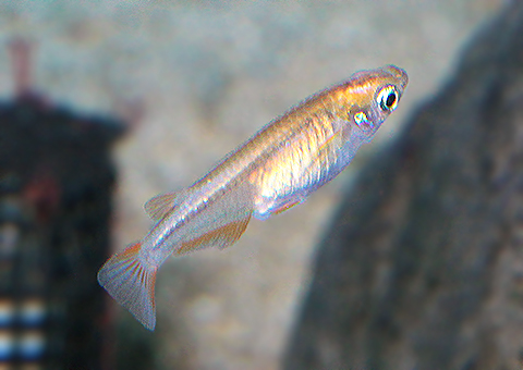 魚類図鑑・ミナミメダカ