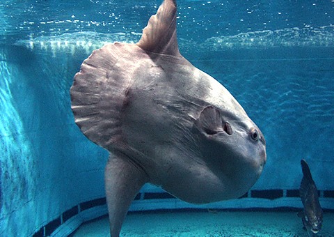 魚類図鑑・マンボウ