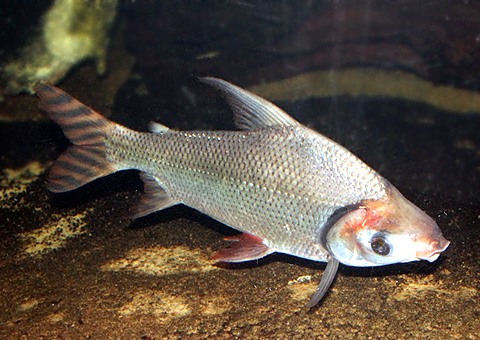 魚類図鑑・シルバープロキロダス