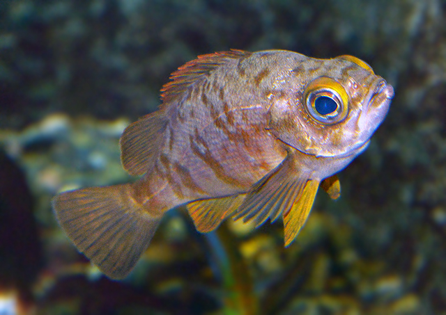 魚類図鑑・アカメバル