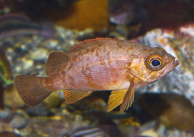 魚類図鑑・アカメバル