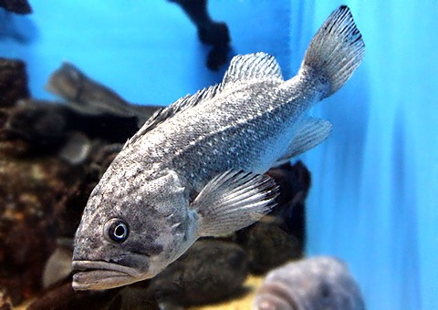 魚類図鑑・クロソイ