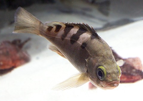 魚類図鑑・トゴットメバル