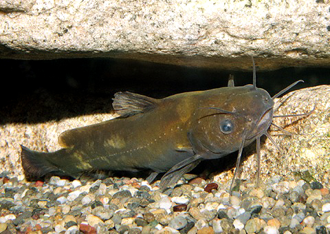 魚類図鑑・ネコギギ