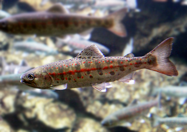 魚類図鑑・アマゴ