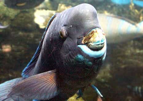 魚類図鑑・アオブダイ