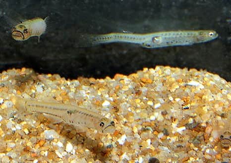 魚類図鑑・シロウオ(素魚)