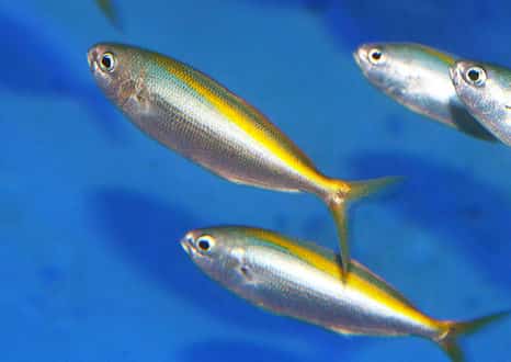 魚類図鑑・タカベ