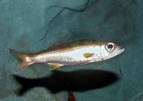 魚類図鑑・ムツ