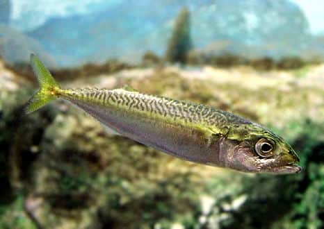 魚類図鑑・マサバ