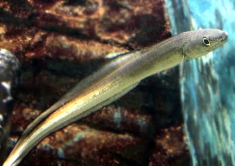 魚類図鑑・ハモ